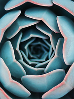 Peter Steen | Partner | Mishcon Private